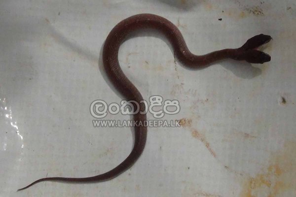 Dehiwala Zoo Snake