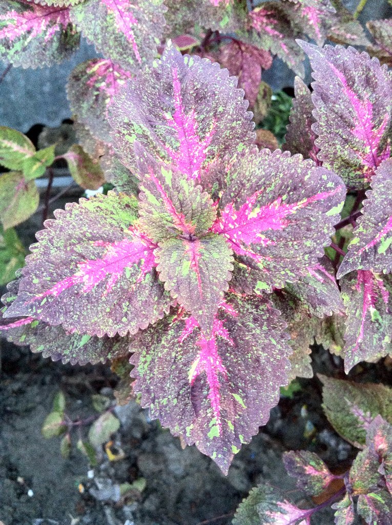 Saiful Sabbir (@saiful2015islam) | Twitter