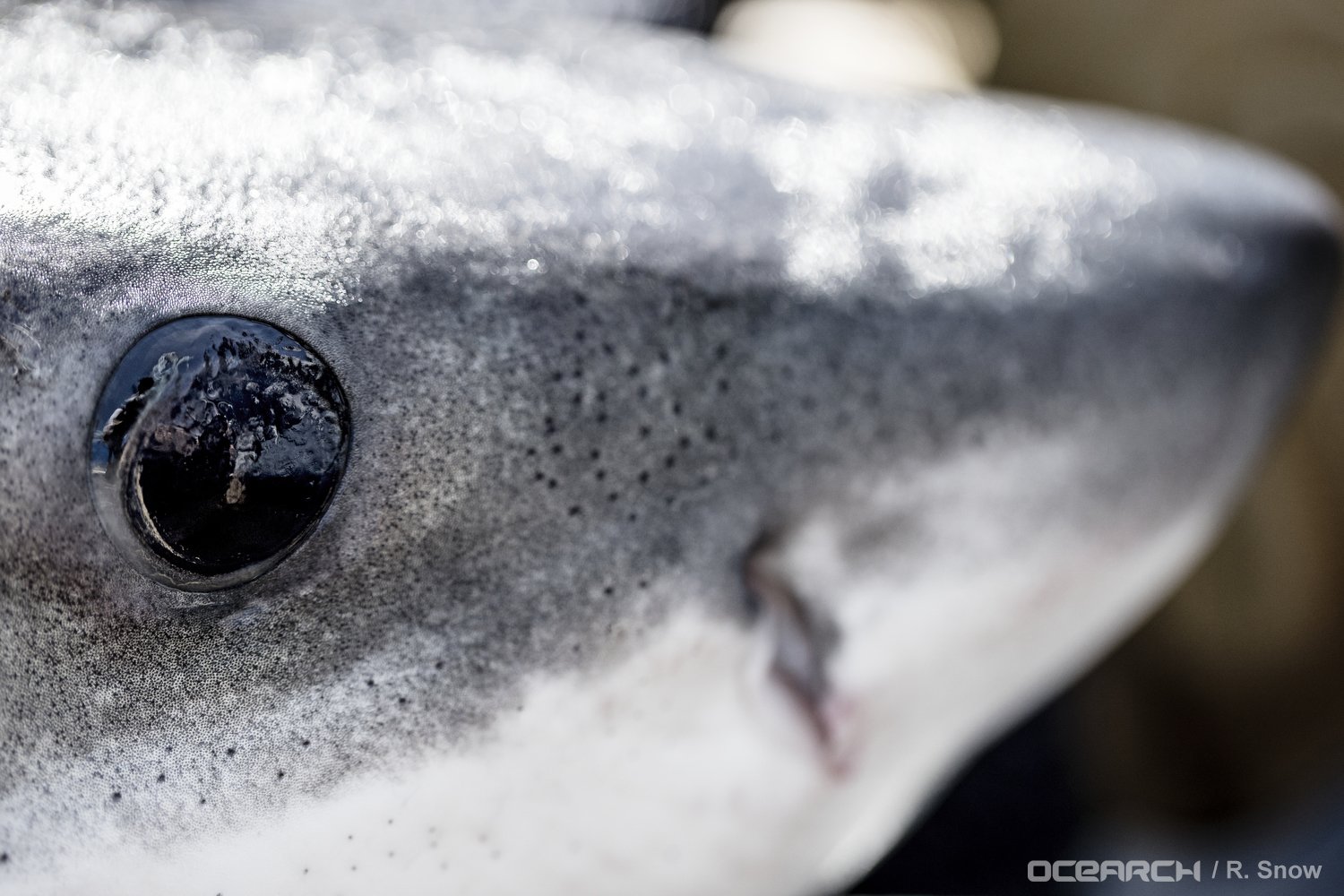 Great White Shark Eye Close Up