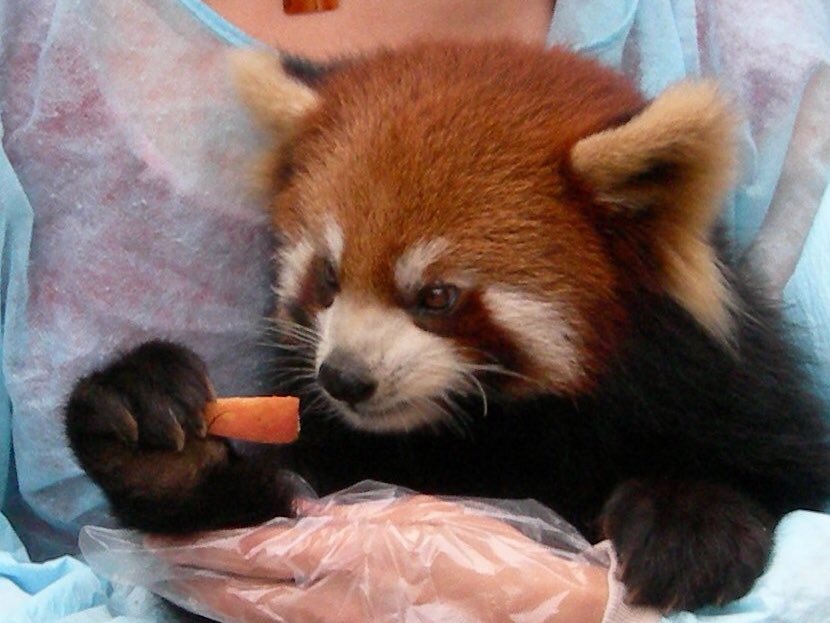 Red Panda Angry