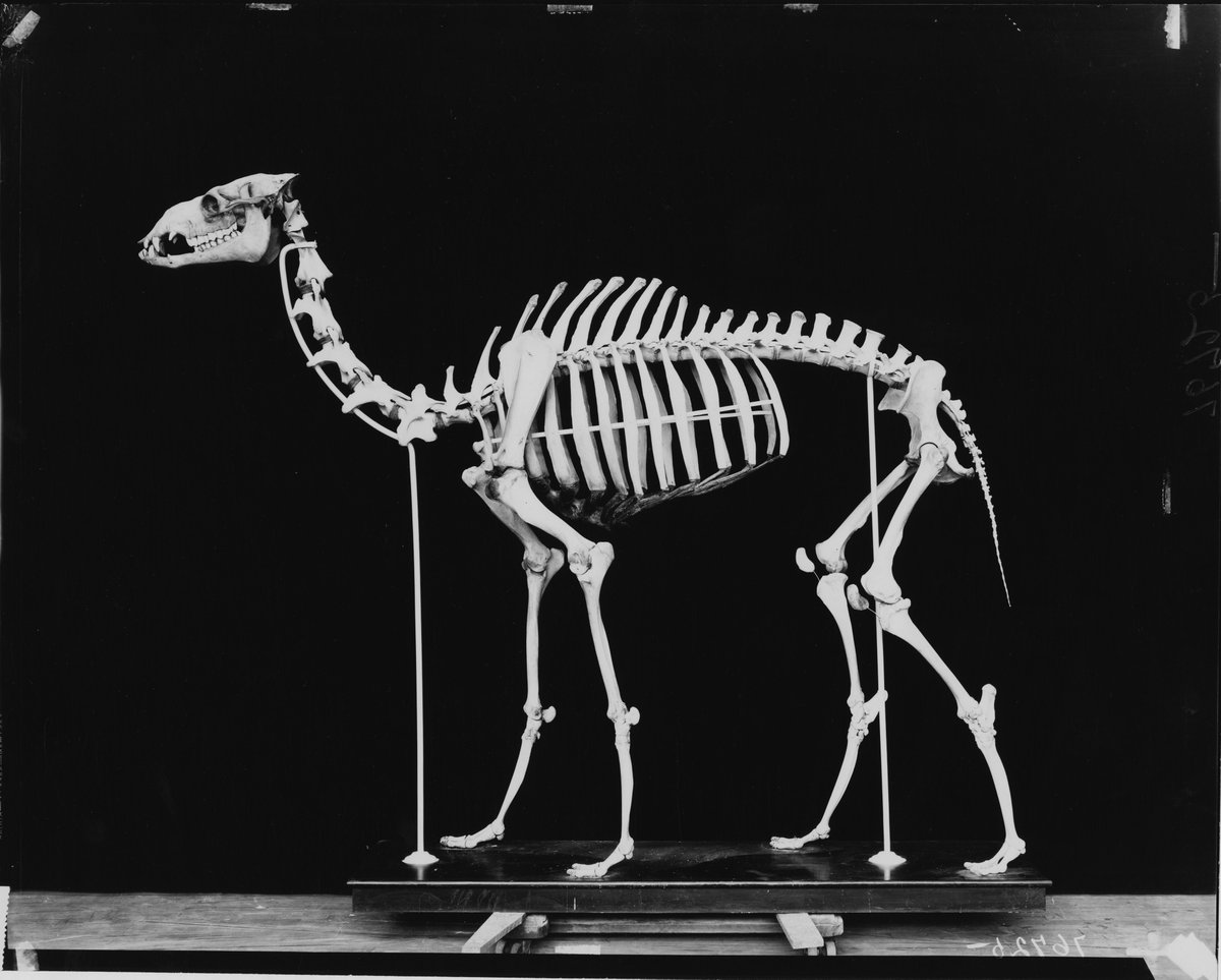 Bactrian Camel Skeletal Anatomy