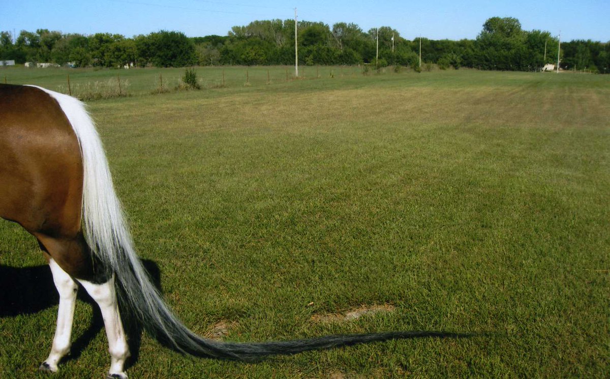Longest Horse Tail In The World