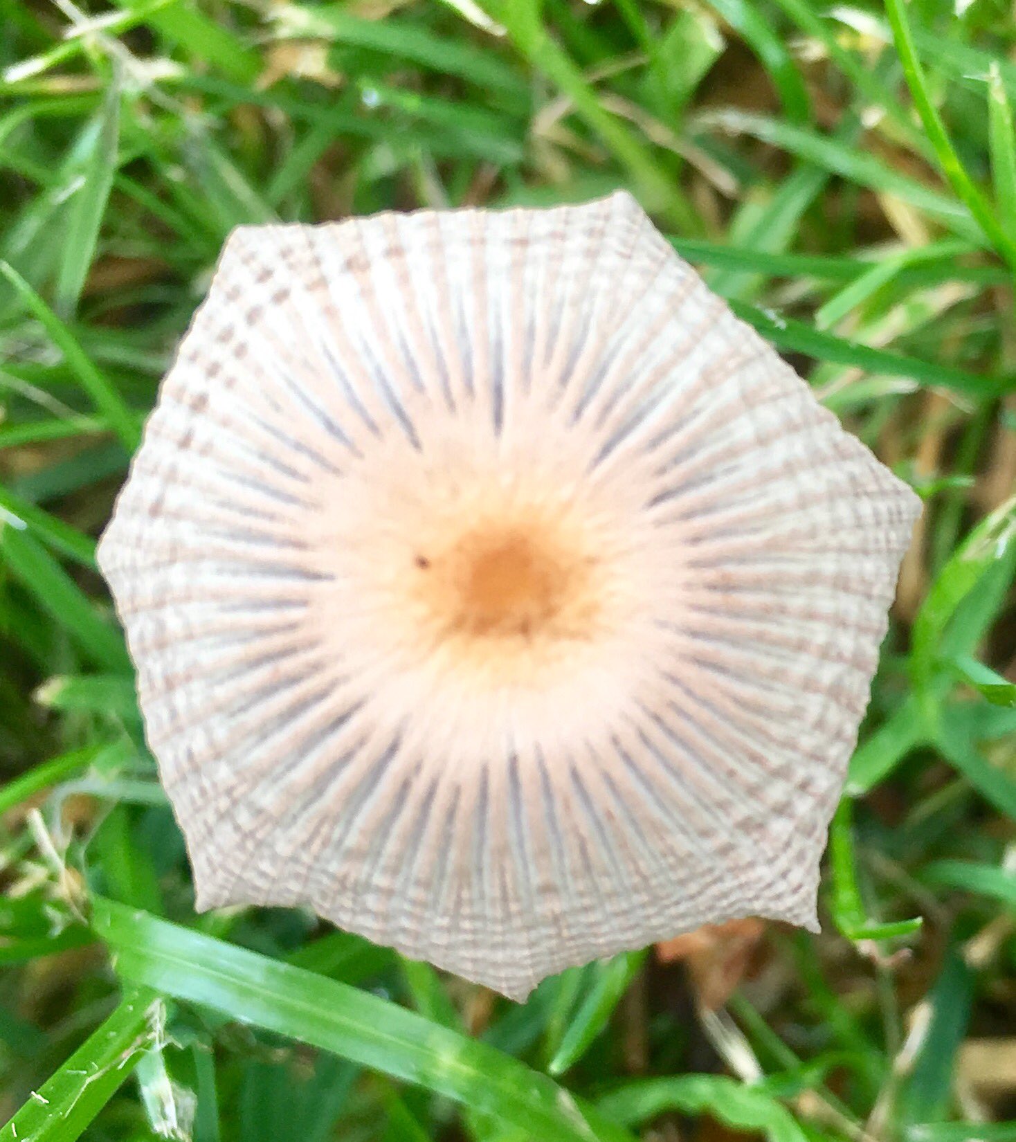 Heptagons In Nature Heptagon Definition, Properties, Types, Formula