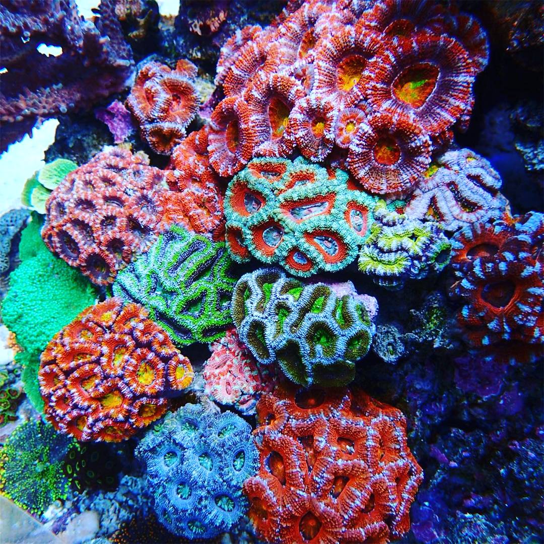Aussie Acan Coral