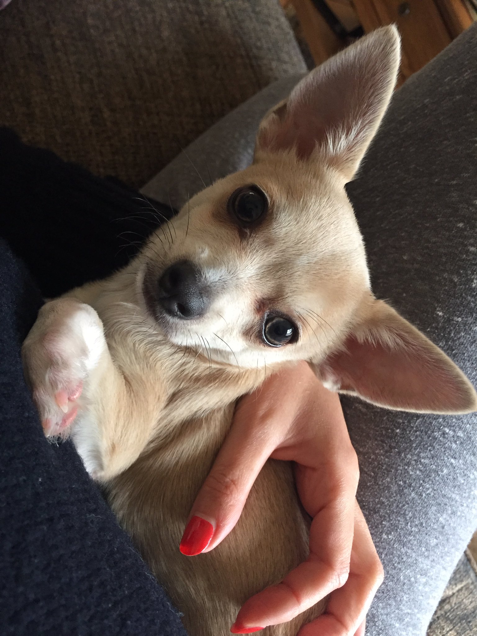 What Type Of Dog Is A Jackawawa