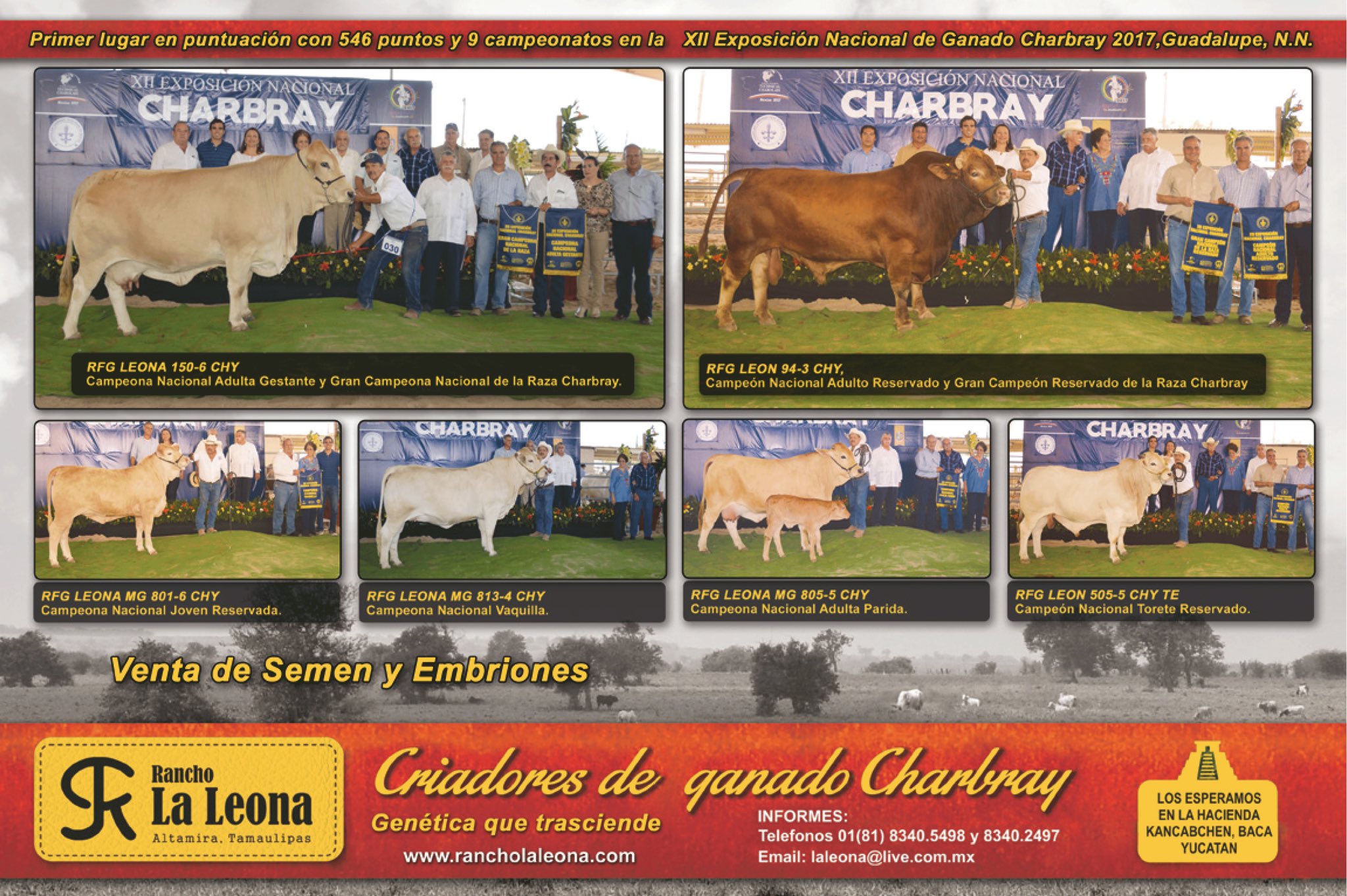 Charbray Ganado Fotos