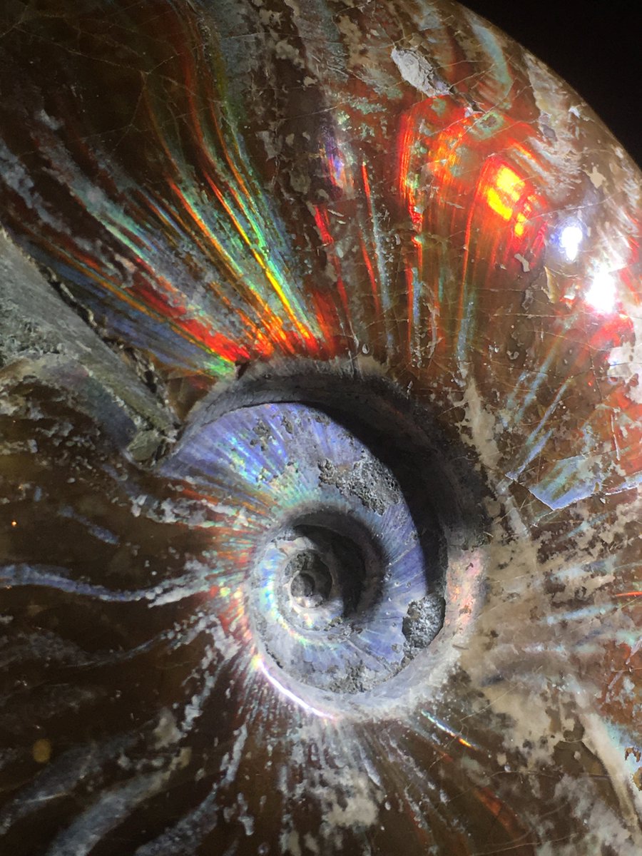 Fossilsandcrystals Fossilscrystals Twitter
