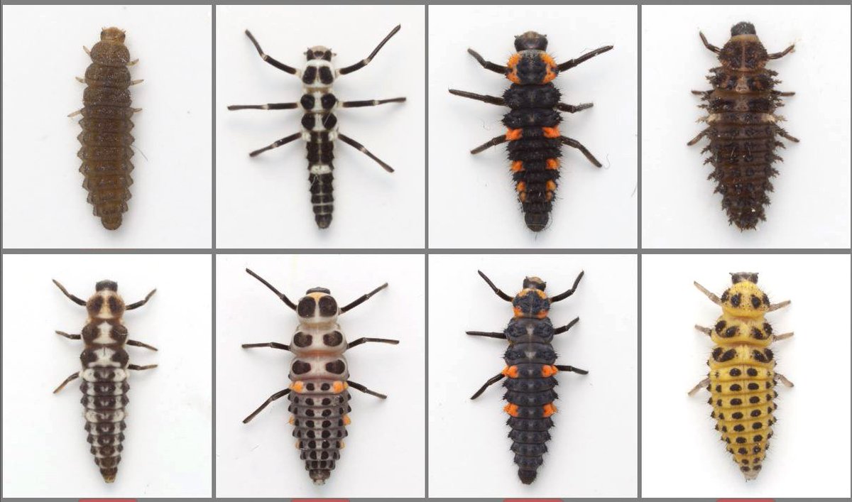 Coccinellidae Larvae