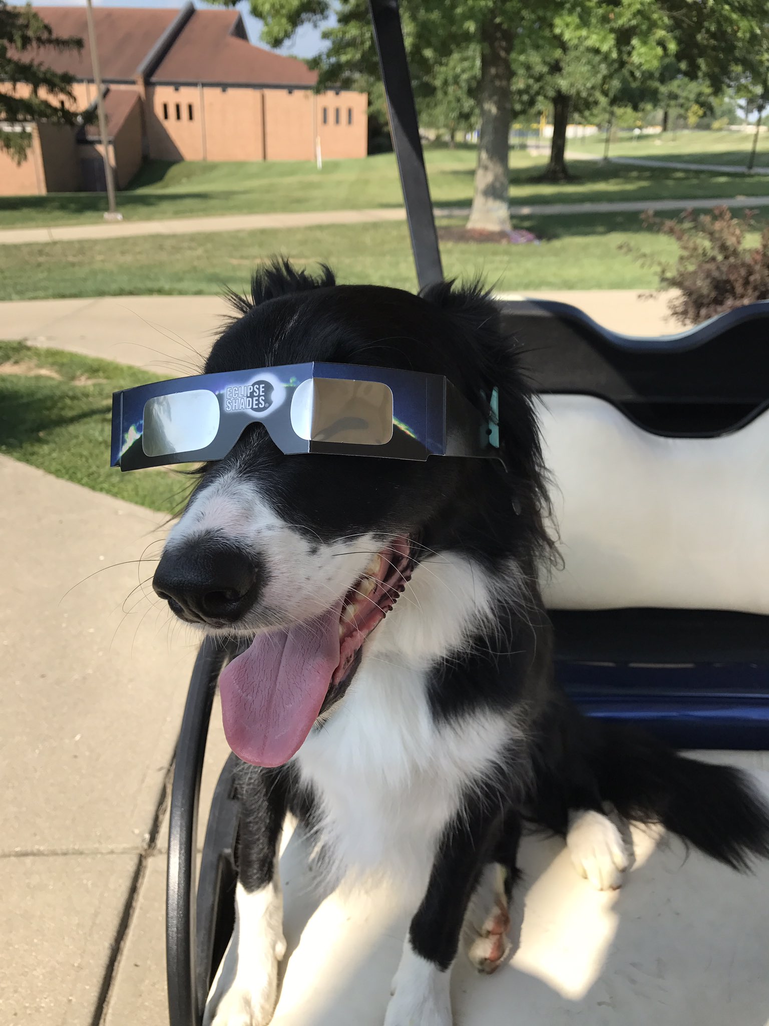 Do Dogs Need Solar Eclipse Eyewear