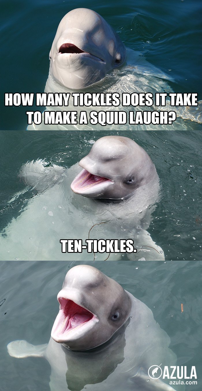 Beluga Whale Meme