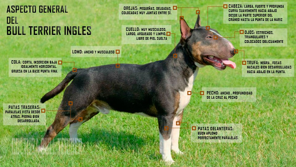 Que Tan Musculoso Es Un Bull Terrier
