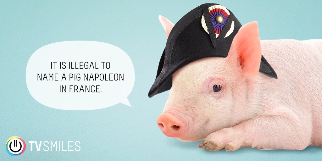 Napoleon The Pig