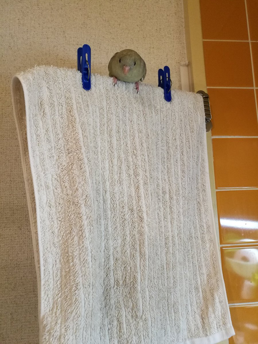 ちー (@nuko_2828) | Twitter