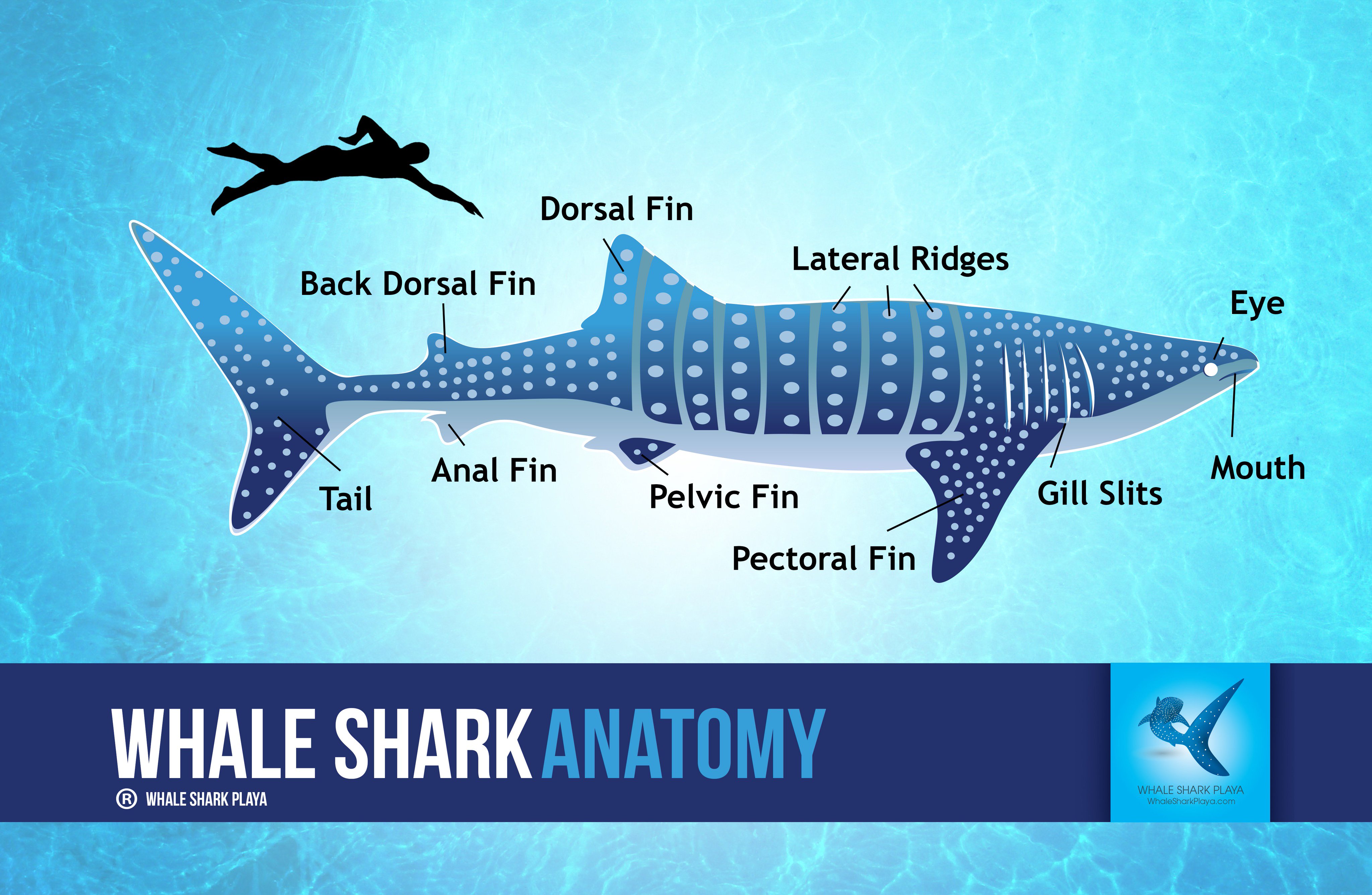 Whale Shark Anatomy
