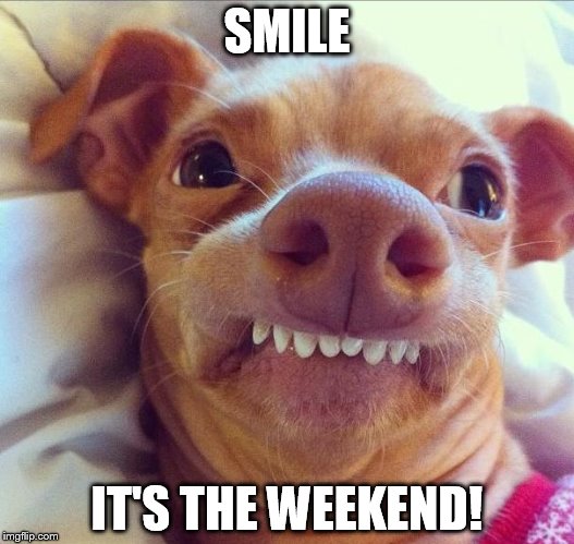 Its The Weekend Dog