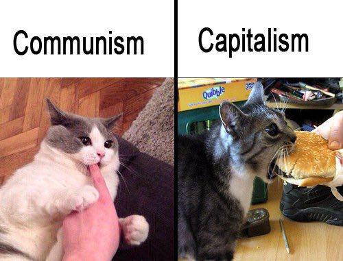 Communist Cat Meme