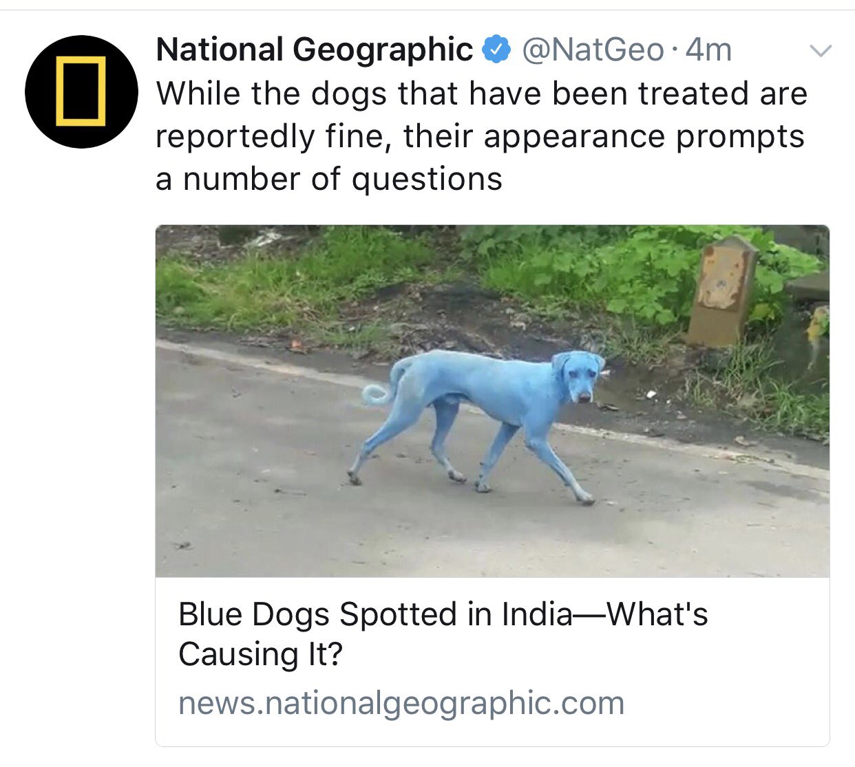 Blue Dogs Spotted In India Whats Causing It