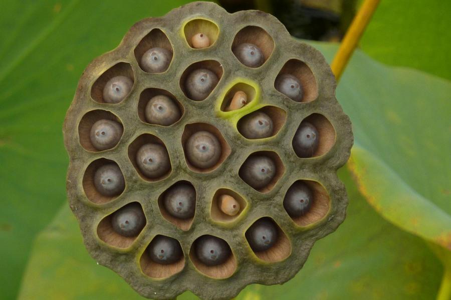 What is trypophobia? Bizarre fear in new American Horror Story series ...