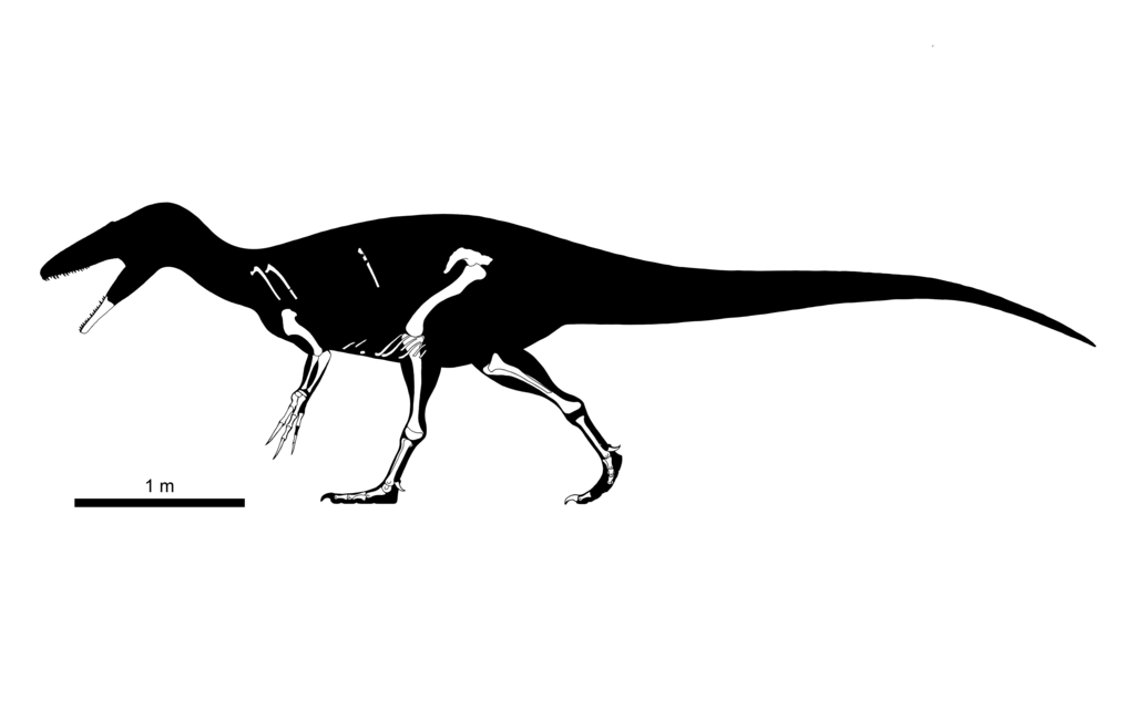 Australovenator Skeleton