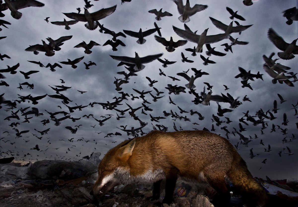 Fox and Seagulls by photographer Gabor Kapus : r/natureismetal