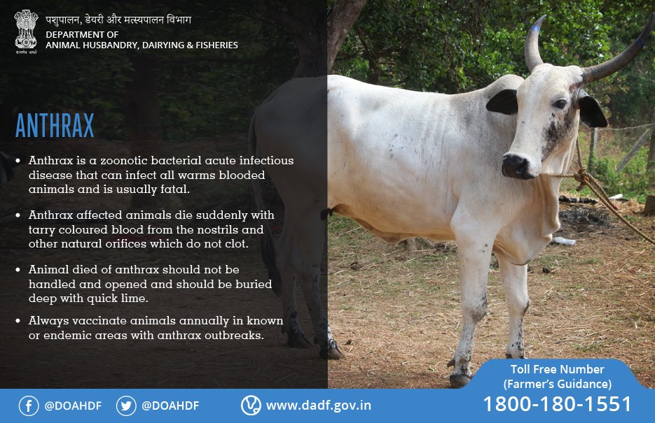 Anthrax Disease In Animals