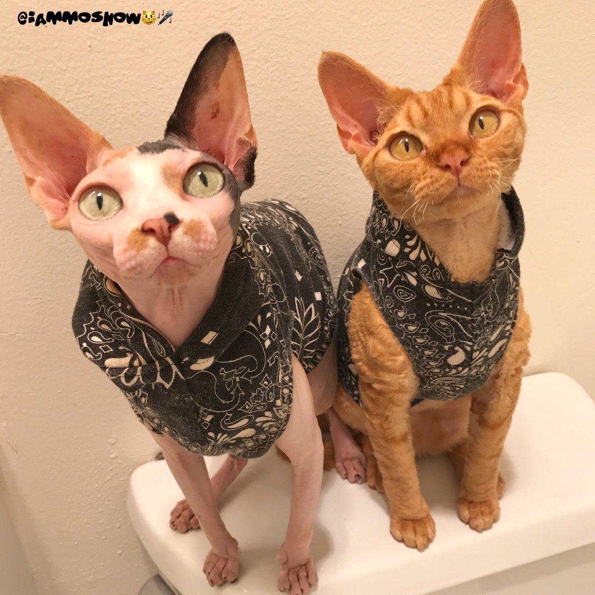Can purebred Sphynx kittens be born with fur? : r/sphynx