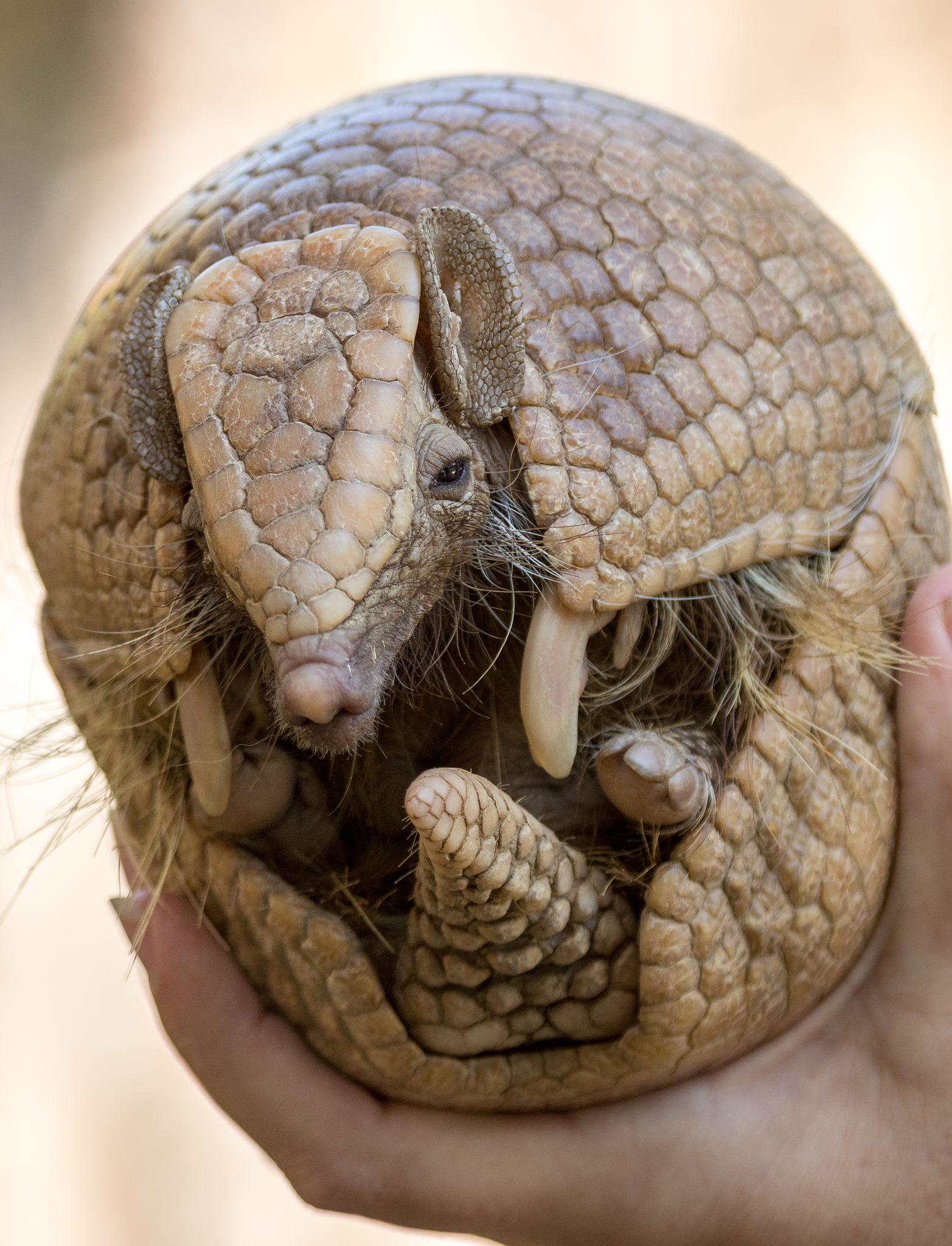 Armadillo Ball