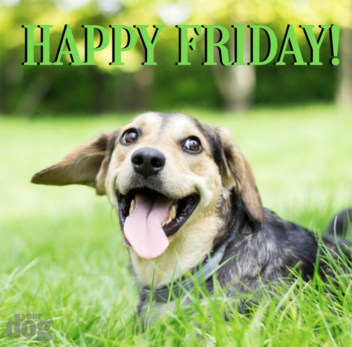Happy Friday Dog Images