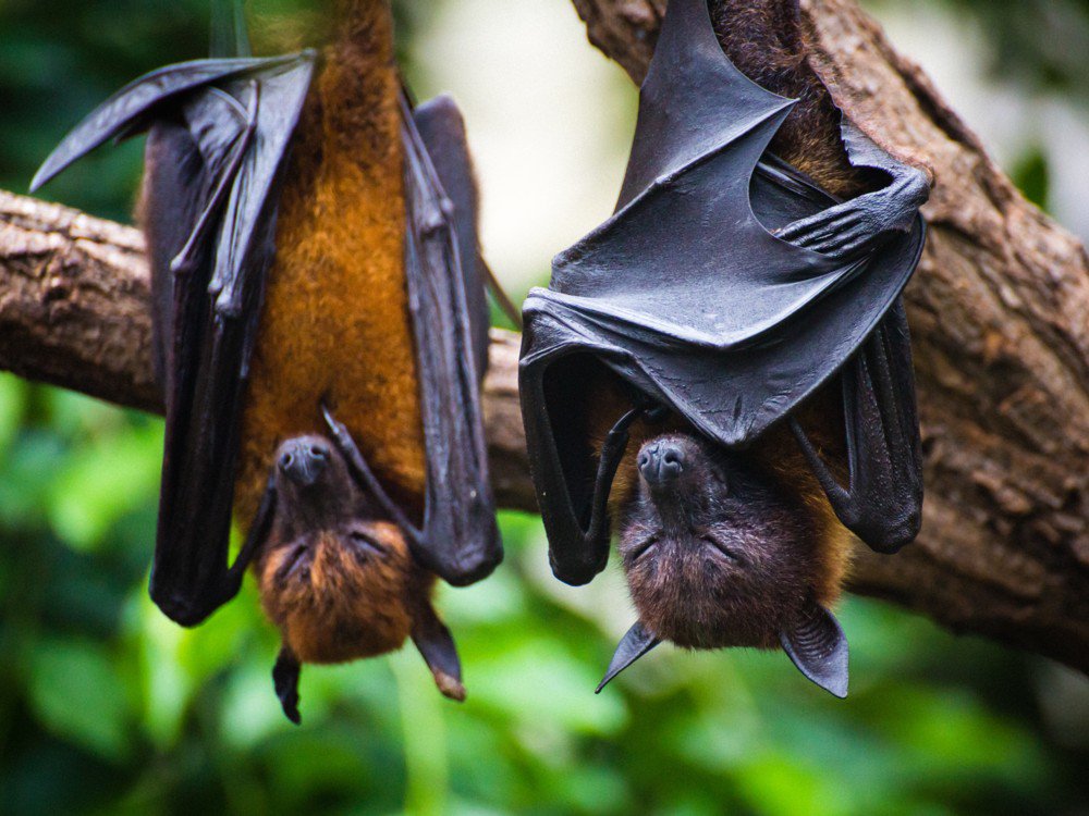 Te presentamos al zorro volador negro. ¿por qué se conoce como zorro ...