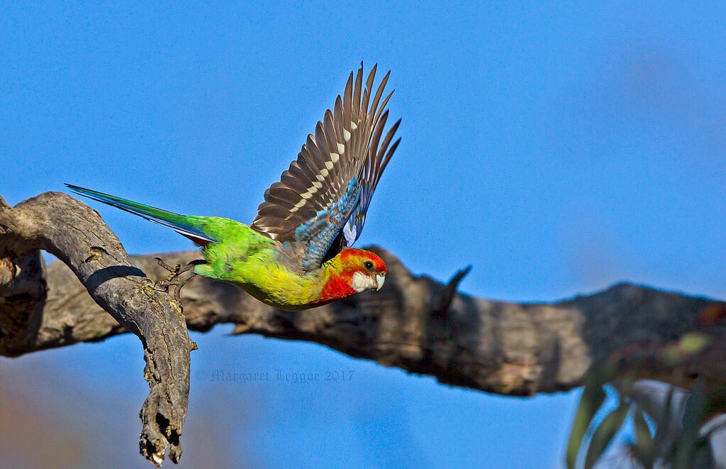 Eastern Rosella Flying