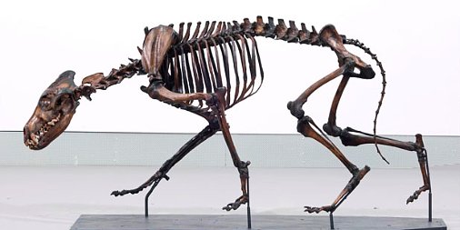 Dire Wolf Skeleton