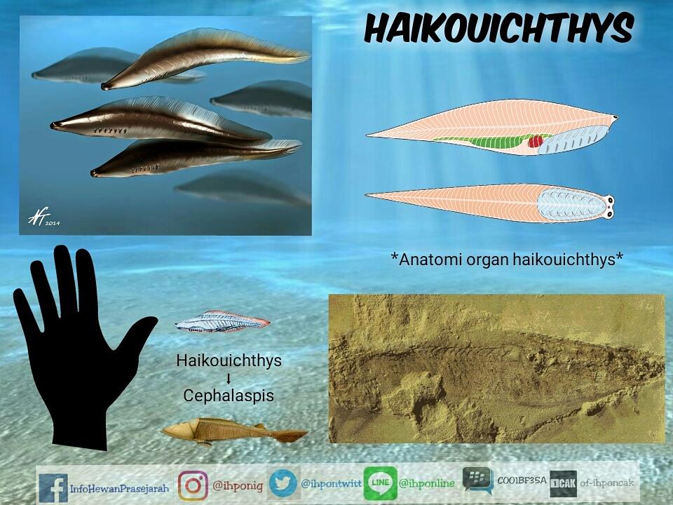 Haikouichthys
