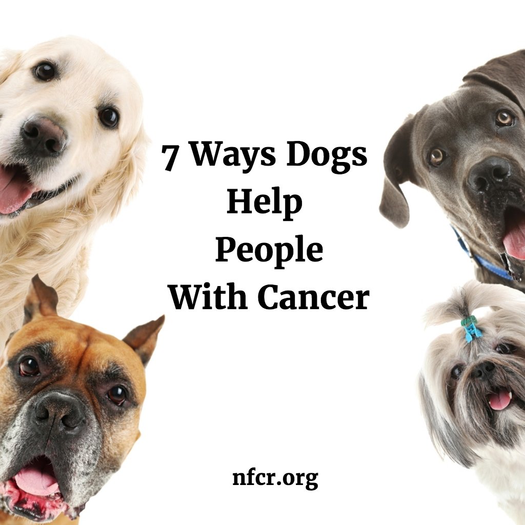 What Are Ways Dogs Help Humans