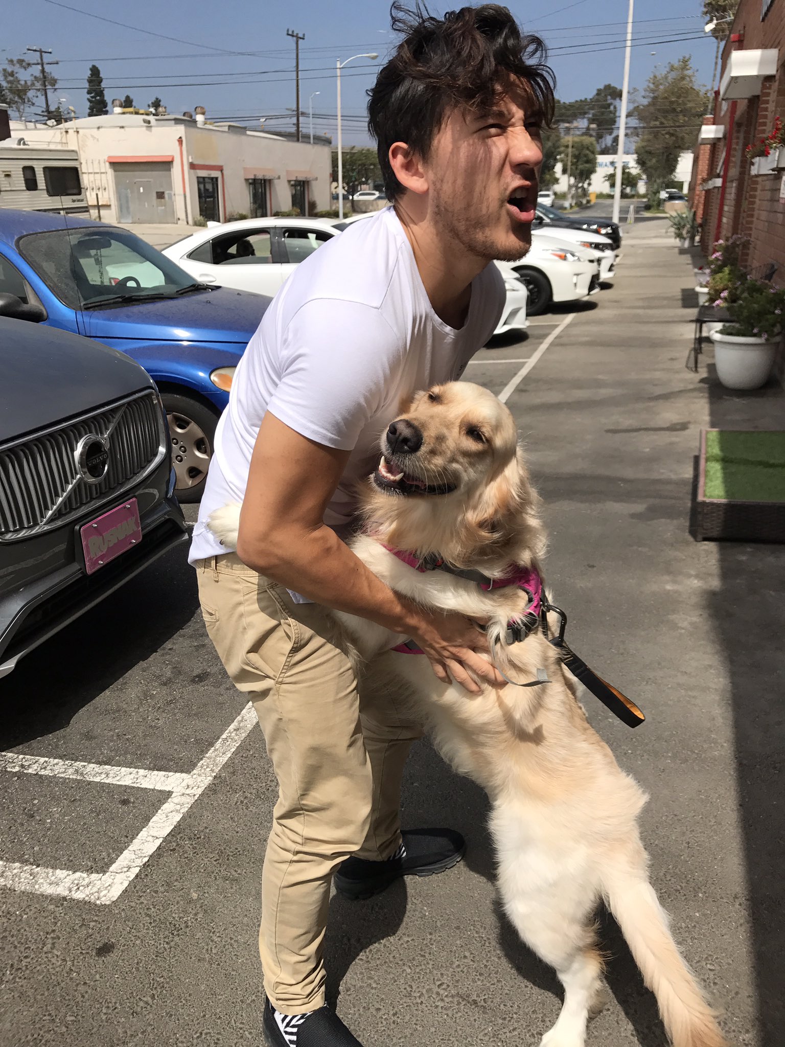 What Breed Is Markipliers Dog Chica