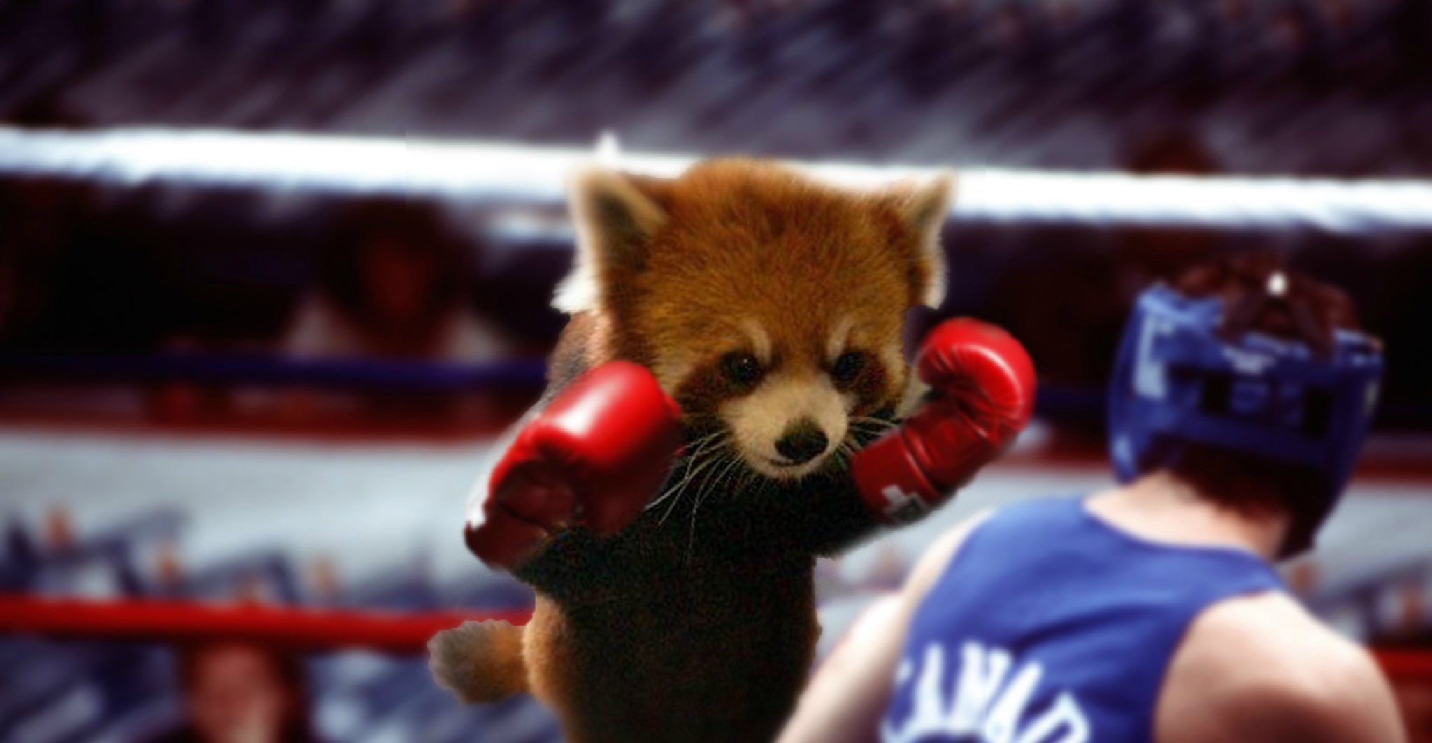 Red Panda Fighting