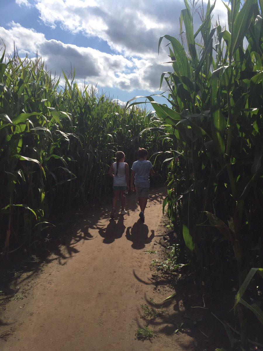 York Maze - Home