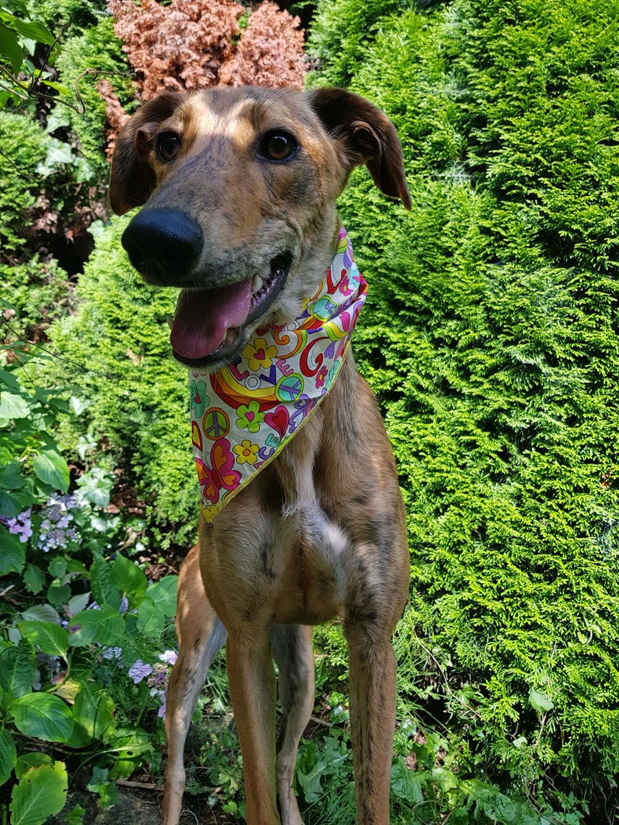 Puppy Bandana (@PuppyBandana) / Posts / X