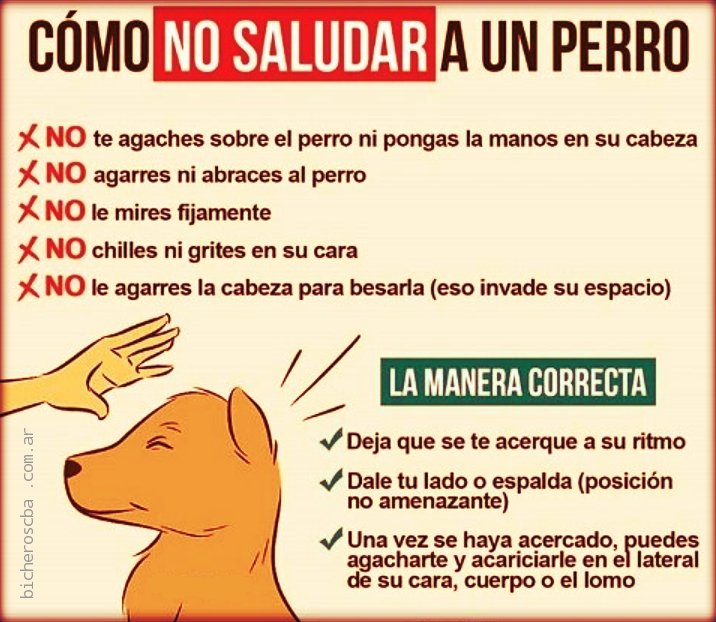 Como Saludas A Un Perro Timido