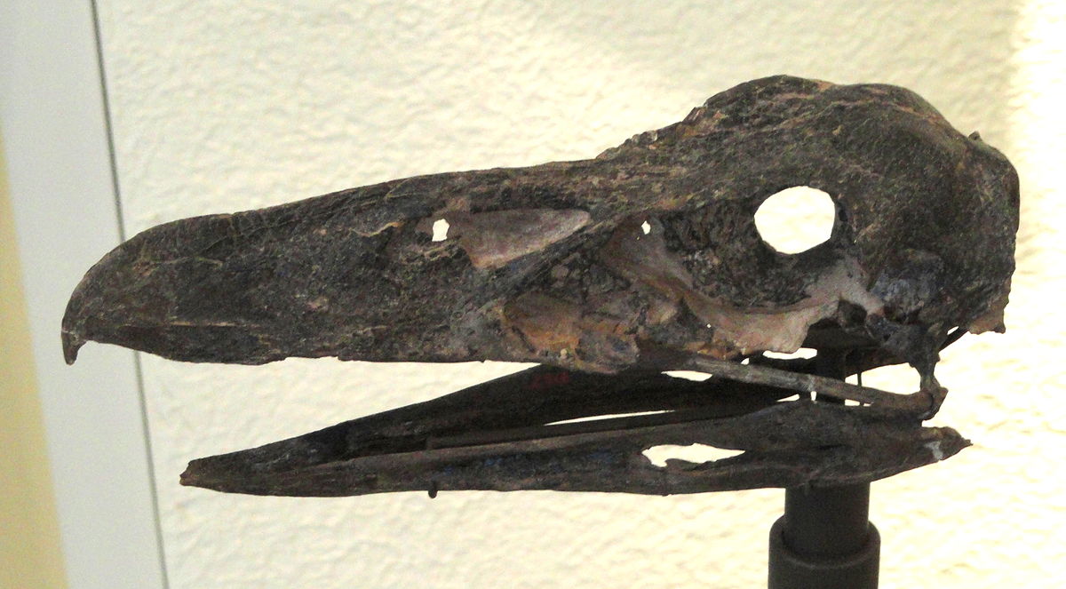 At 2.5-3 ft tall, Psilopterus australis was one of the smaller ...