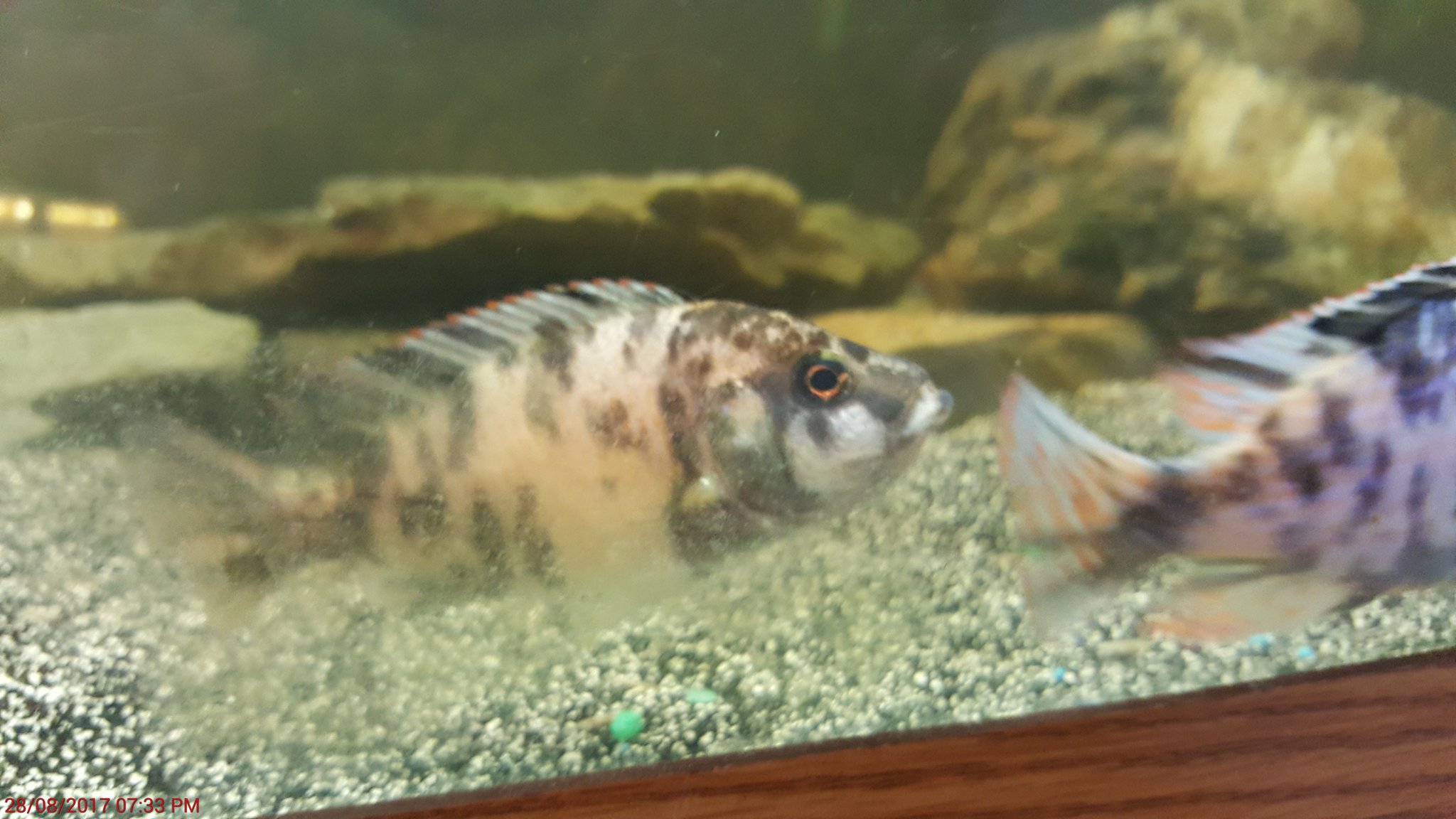 Ob Peacock Cichlid