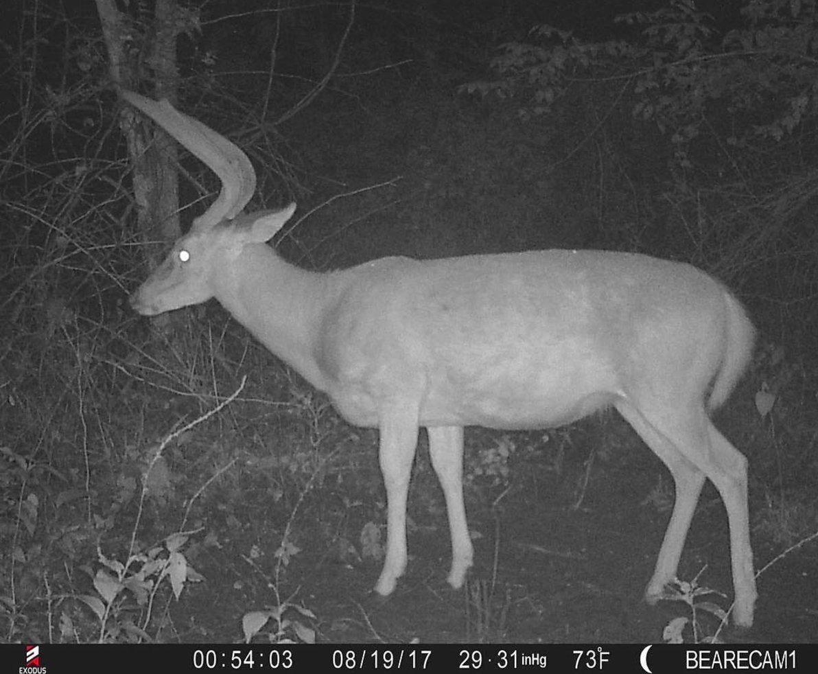 World Record Spike Whitetail