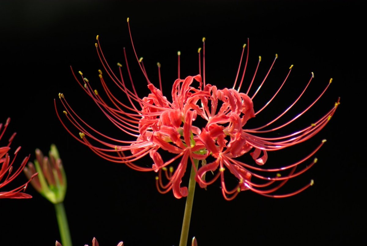 Japanese Flower Of Death