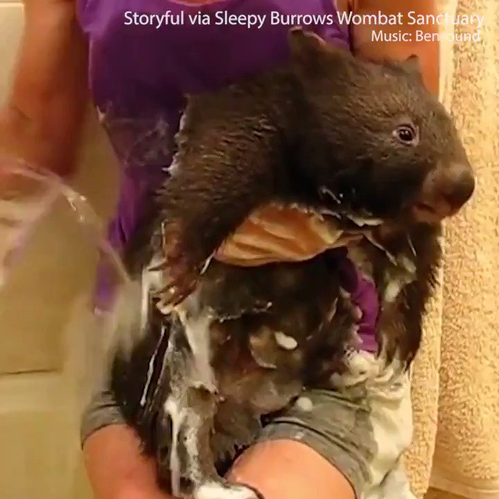 Just a wombat getting a soapy bath??? | Daily Mail Online | Scoopnest
