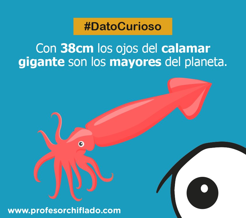 Ojo De Calamar Gigante