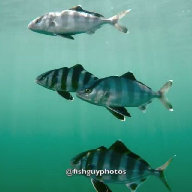 Banded Rudderfish