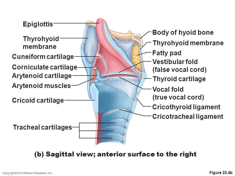 Cuneiform Cartilage