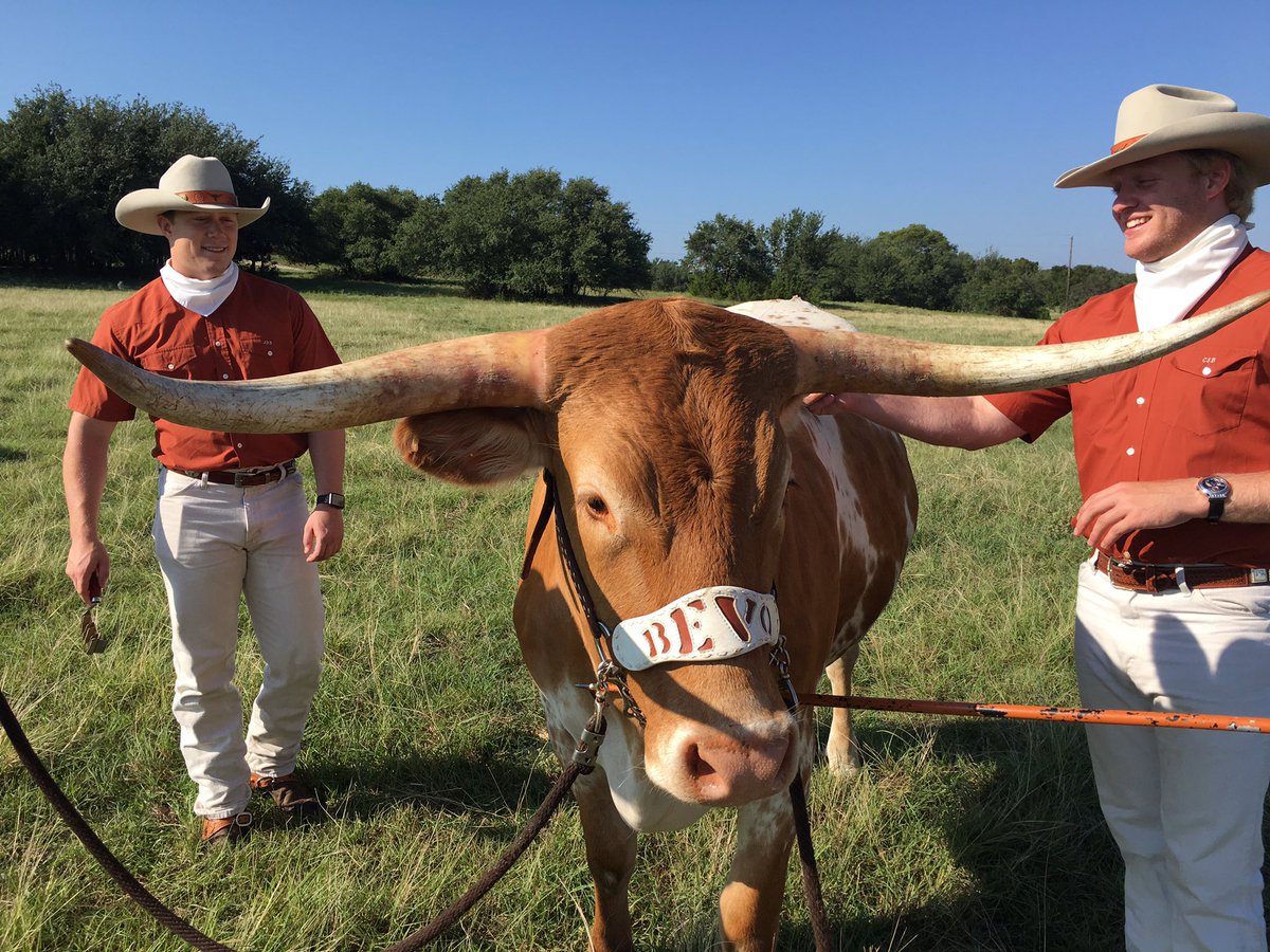 108 best Bevo images on Pholder | St Louis, Longhorn Nation and College ...
