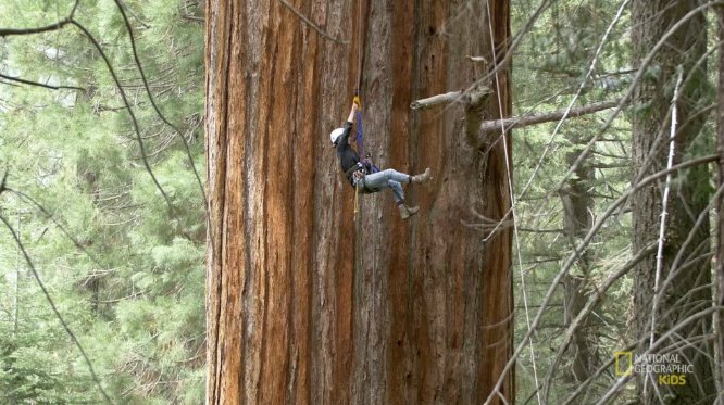 Inspire kids to reach new heights—literally! Watch Kirby from "Nature ...