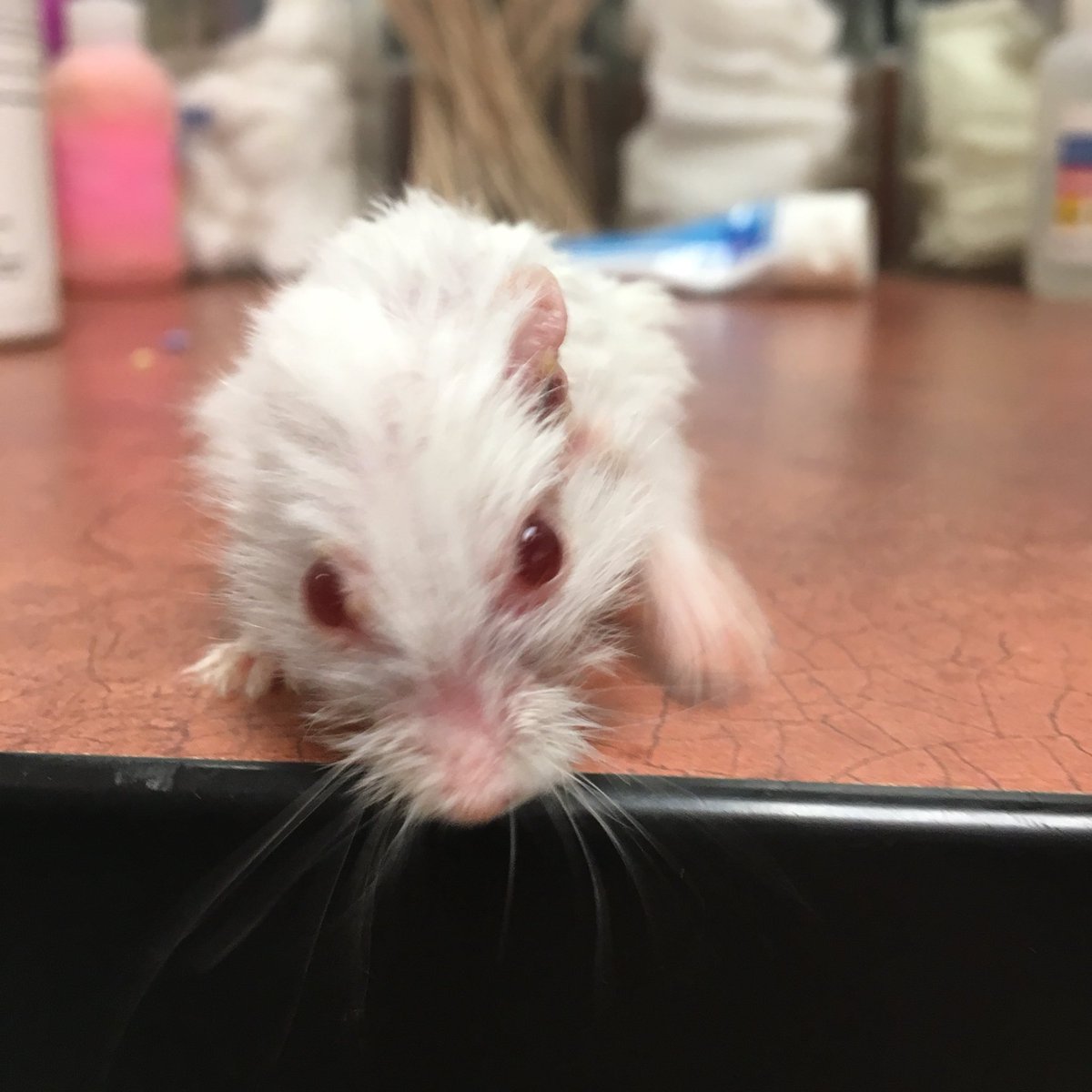 Worlds Ugliest Hamster