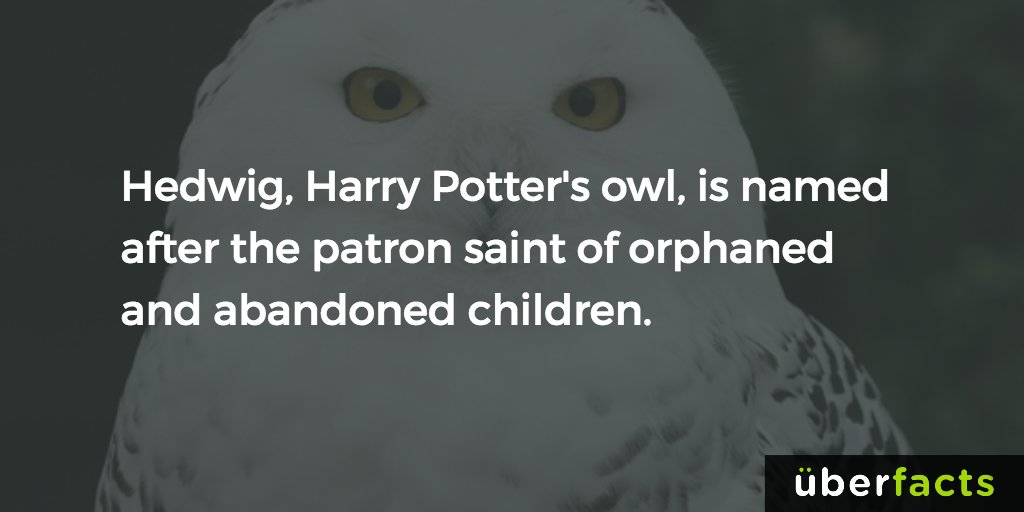 Hedwig Harry Potter Quotes